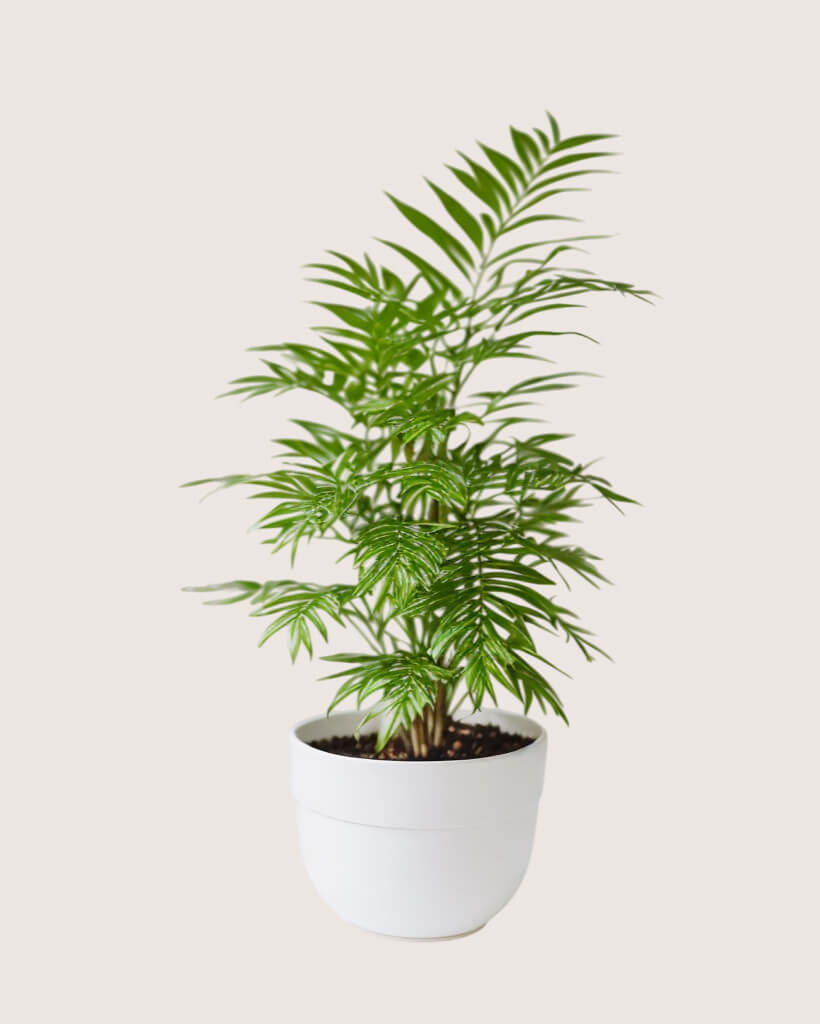 Parlor Palm Tree – Guqin Studio